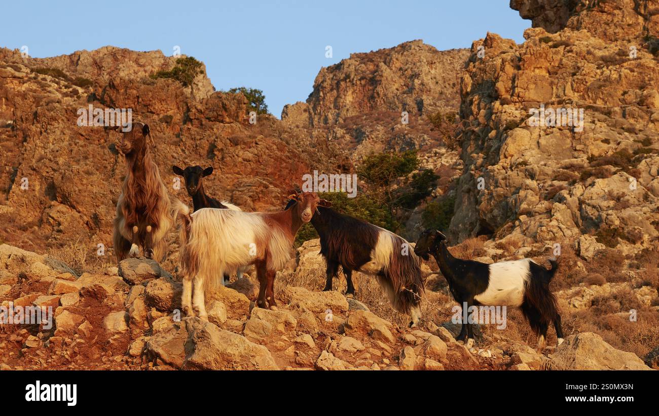 A group of goats standing on rocky terrain in a mountainous landscape ...