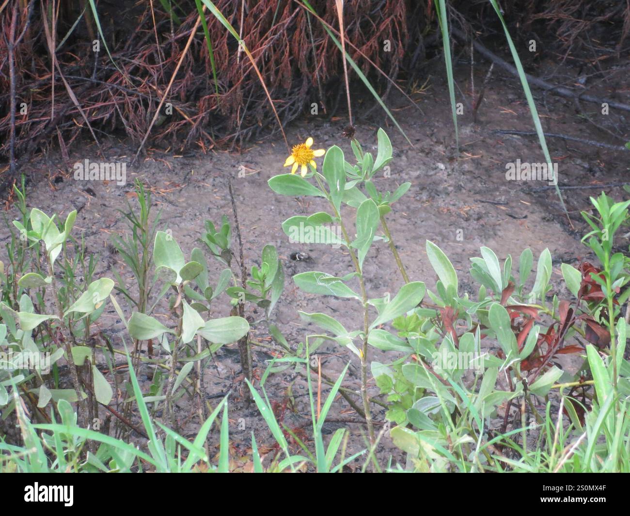 sea ox-eye (Borrichia frutescens Stock Photo - Alamy