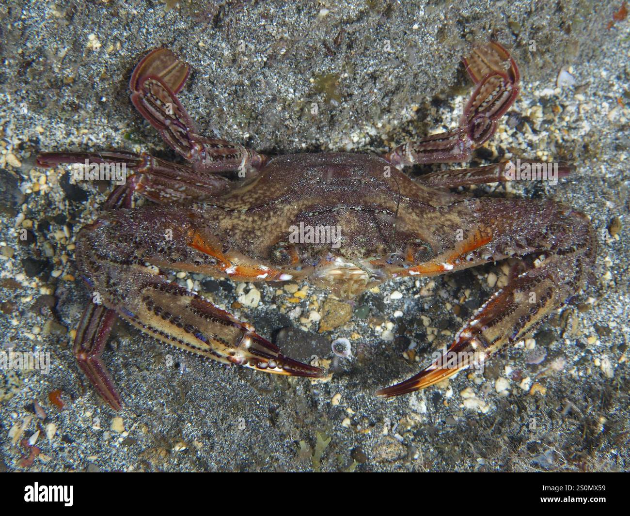 Red swimming crab (Cronius ruber) with open claws on sandy ground, dive ...
