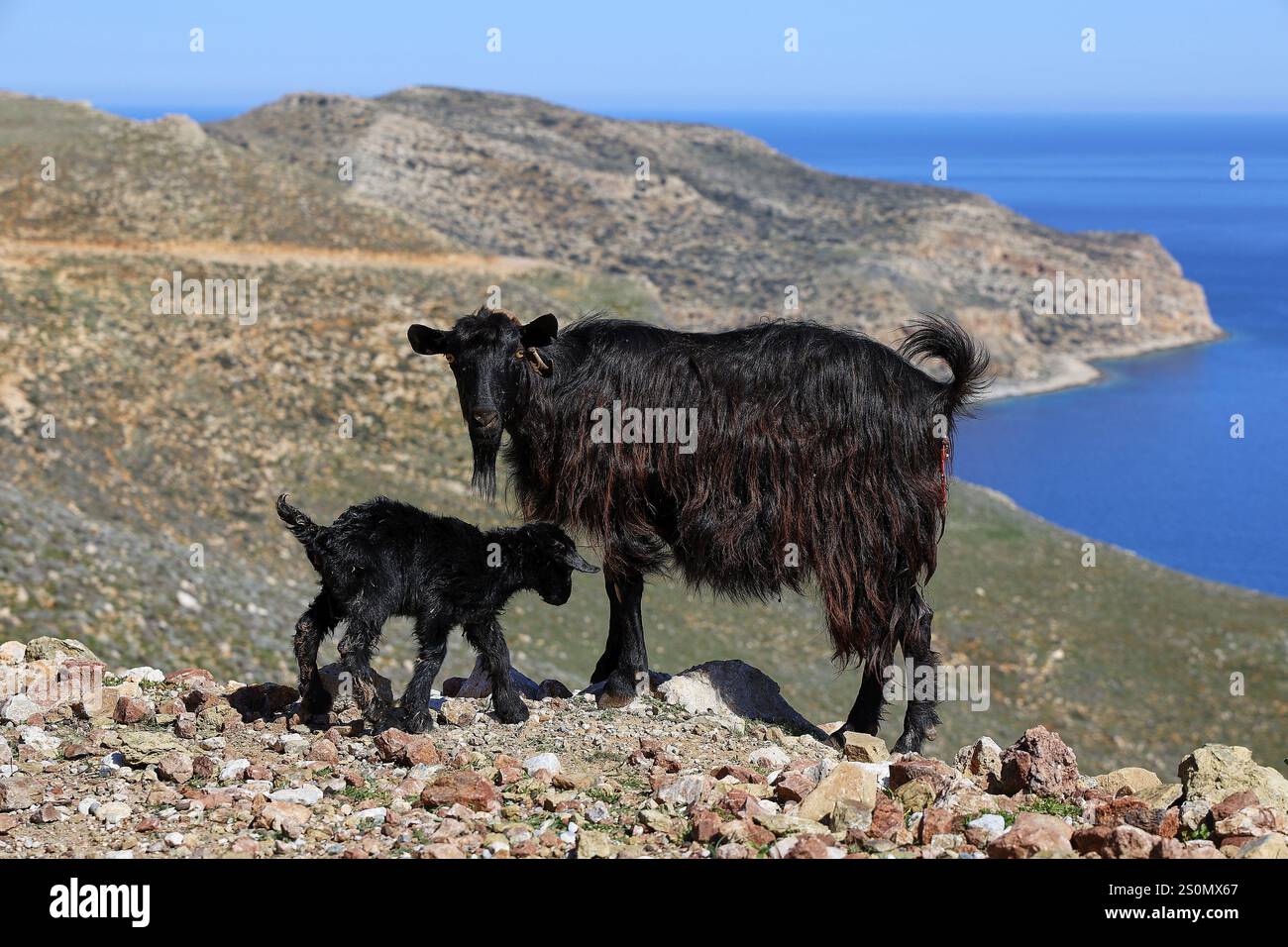 Black goat with goat with newborn lamb looks to the horizon in front of ...