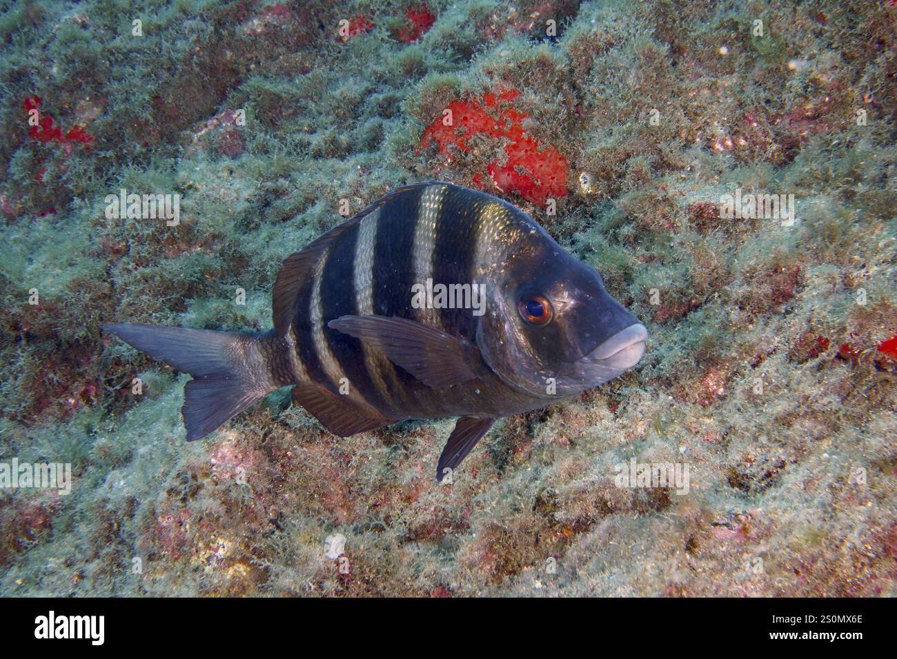 Striped fish, zebra bream (Diplodus cervinus cervinus), swimming near ...