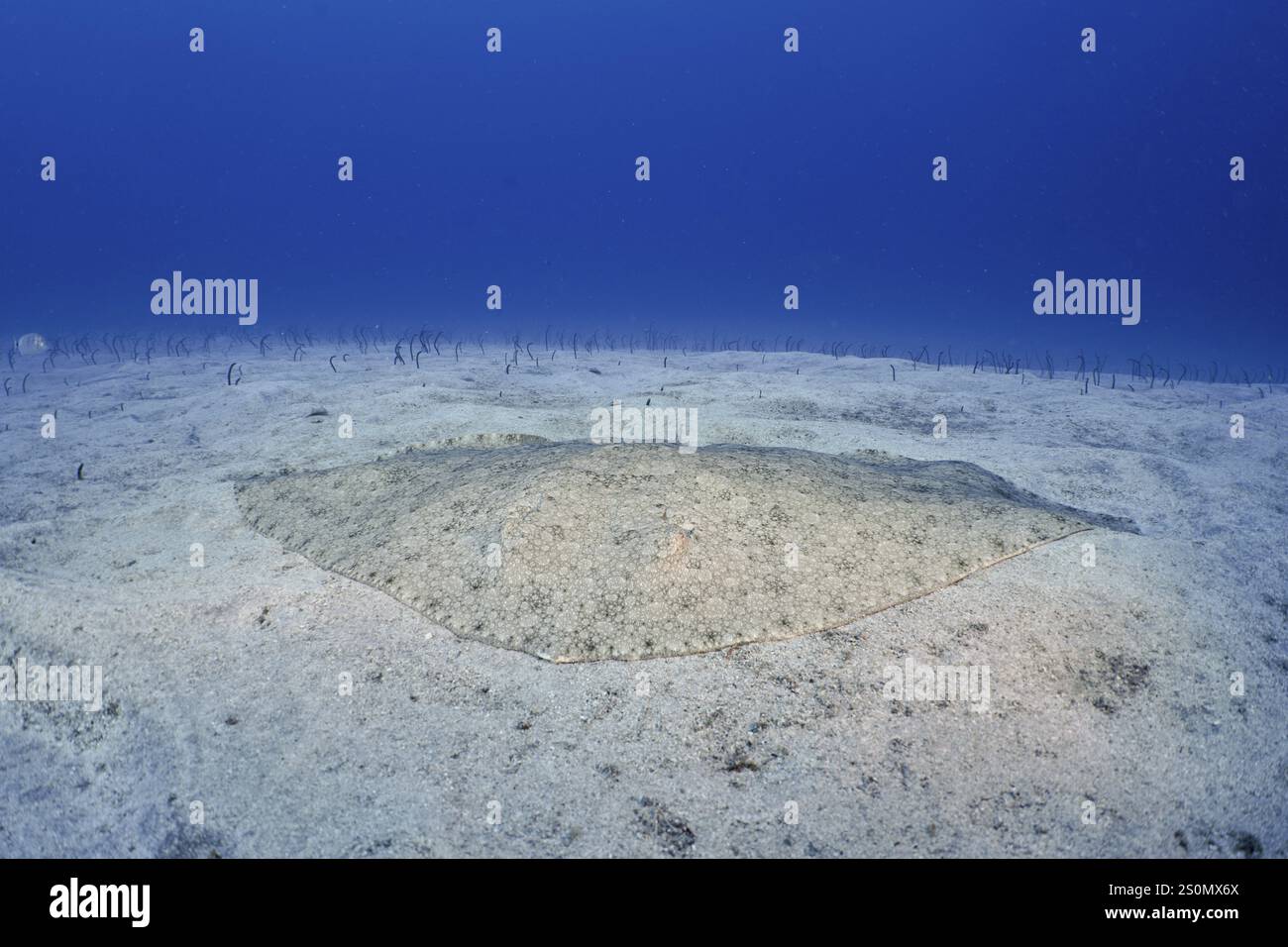 A butterfly ray (Gymnura altavela) on a light sandy seabed under clear ...