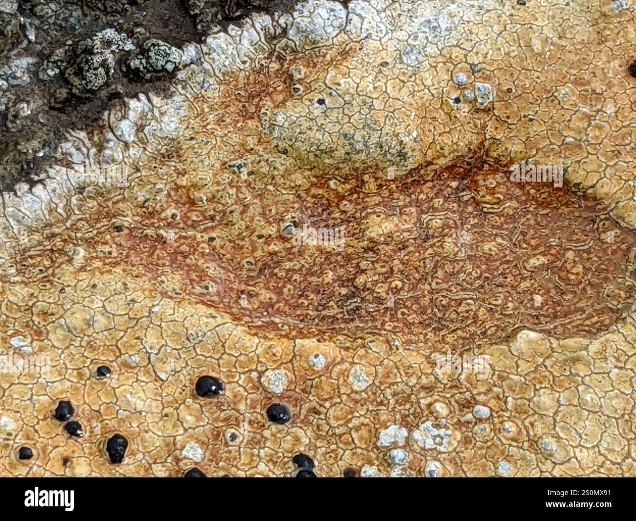 Ascomycete Fungi (Ascomycota Stock Photo - Alamy