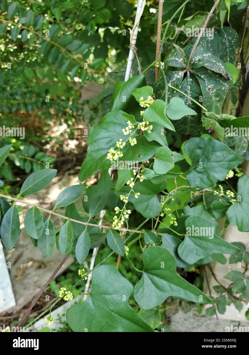 Family menispermaceae hi-res stock photography and images - Alamy