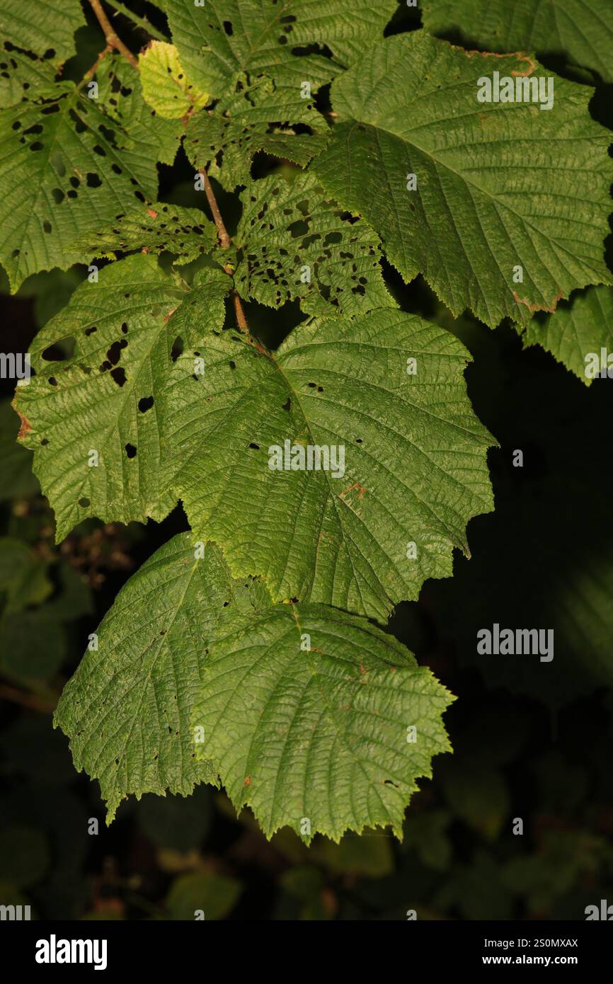 common hazel (Corylus avellana Stock Photo - Alamy