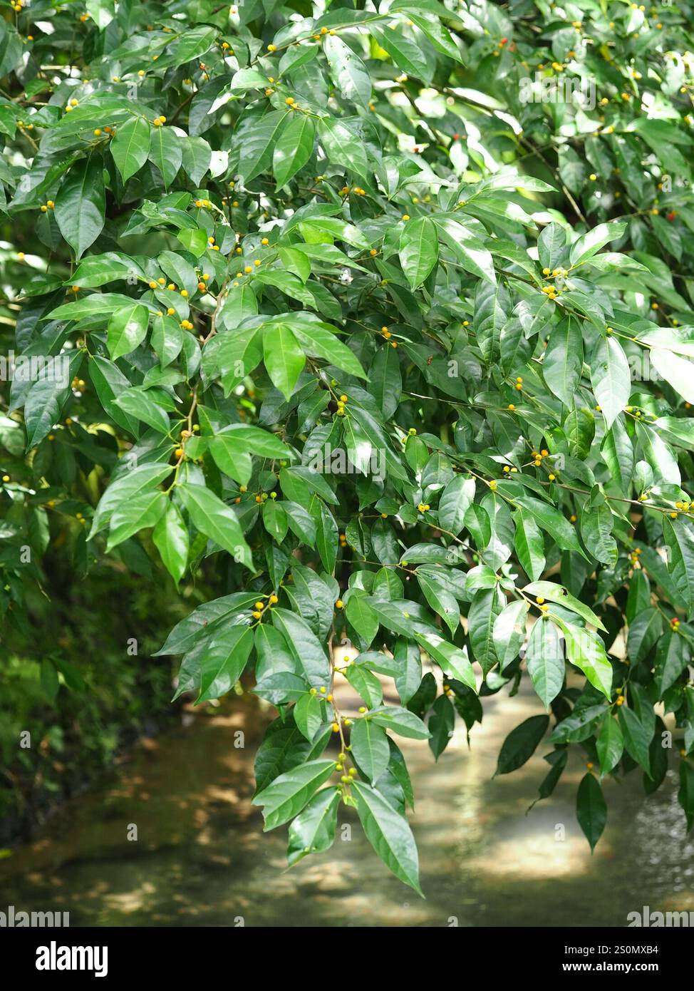 King's Fig (Ficus ampelos Stock Photo - Alamy