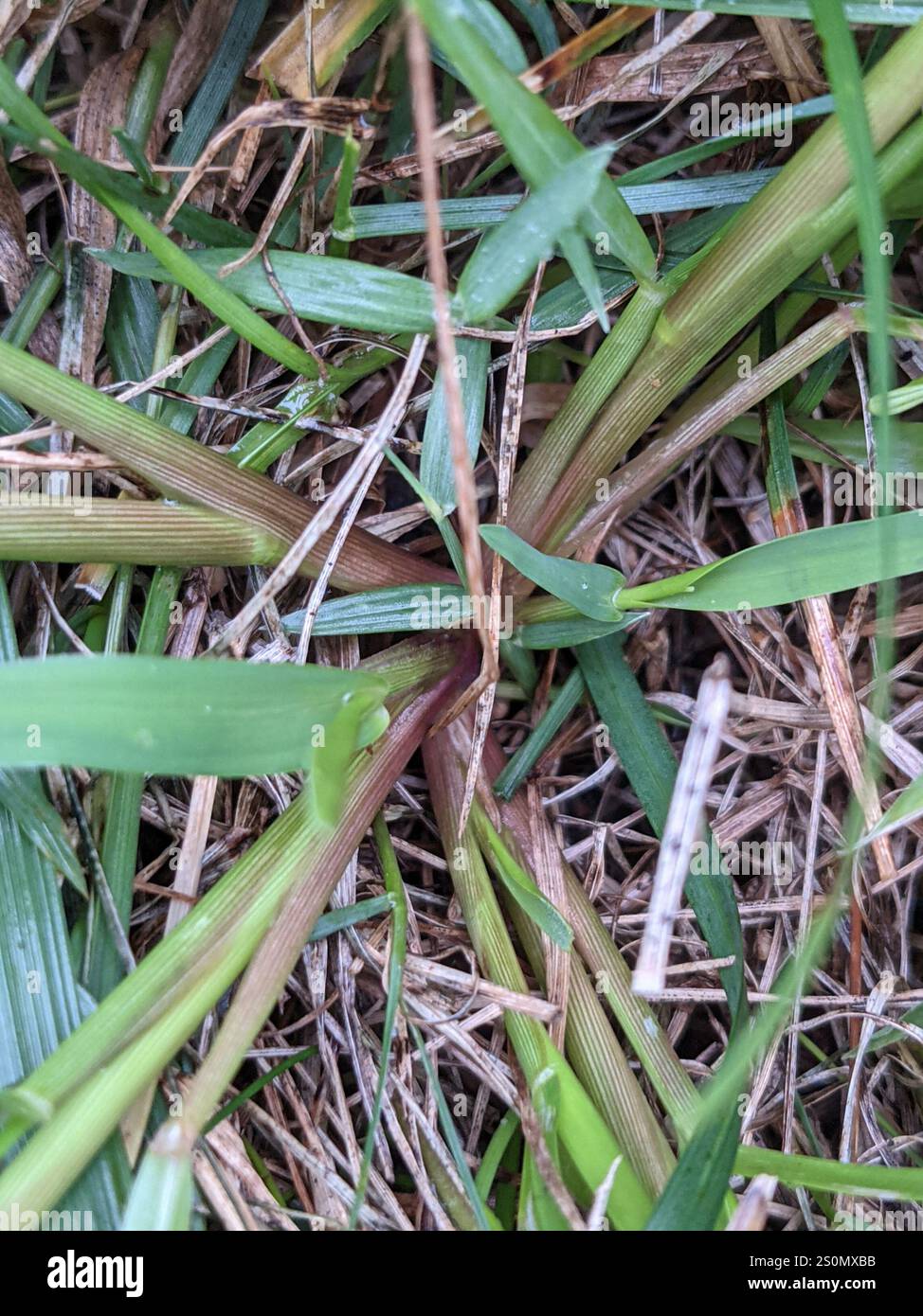 Smooth Witchgrass (Panicum dichotomiflorum Stock Photo - Alamy