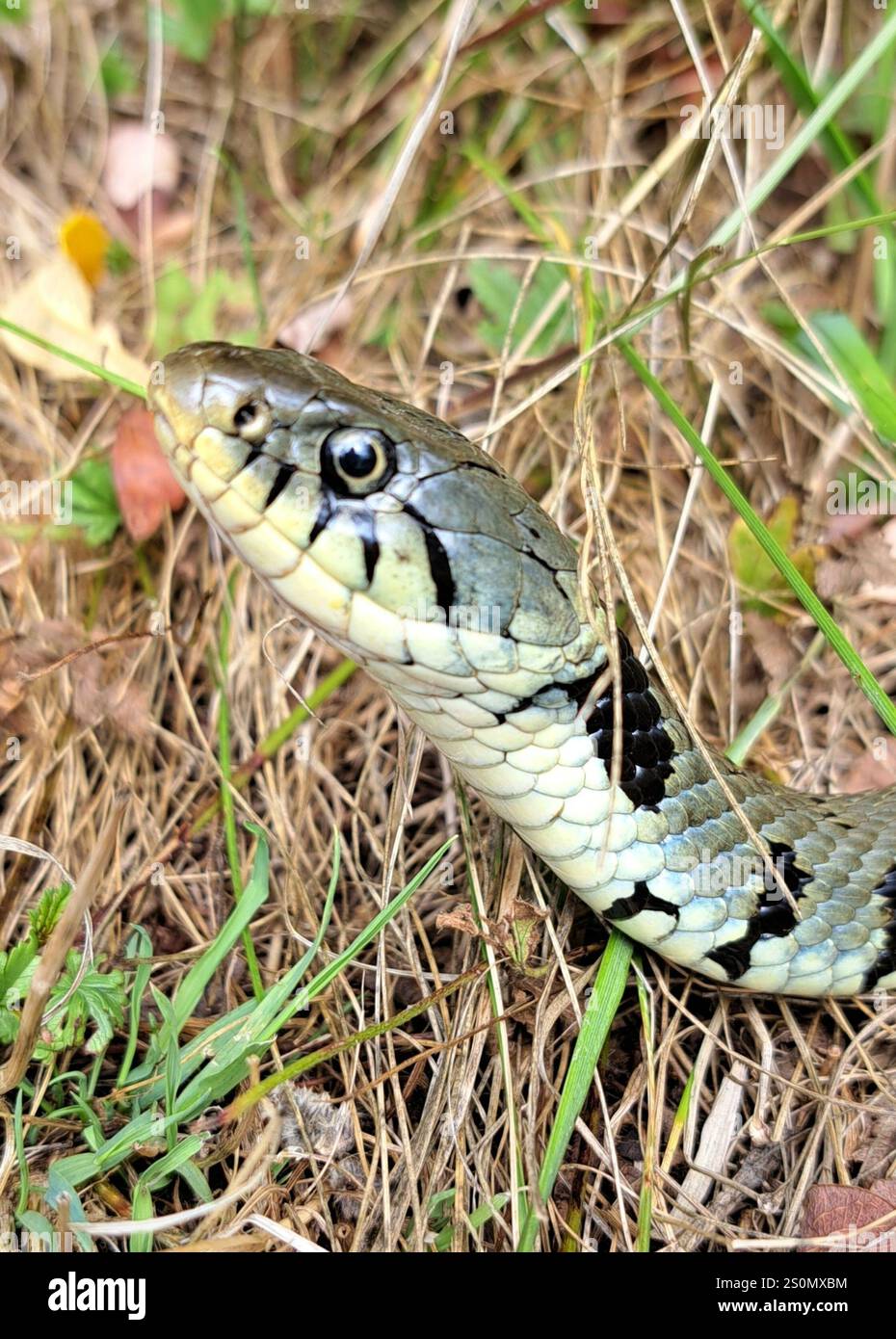 barred grass snake (Natrix helvetica Stock Photo - Alamy