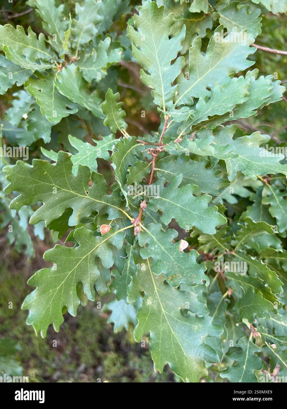 Turkey Oak (Quercus cerris Stock Photo - Alamy