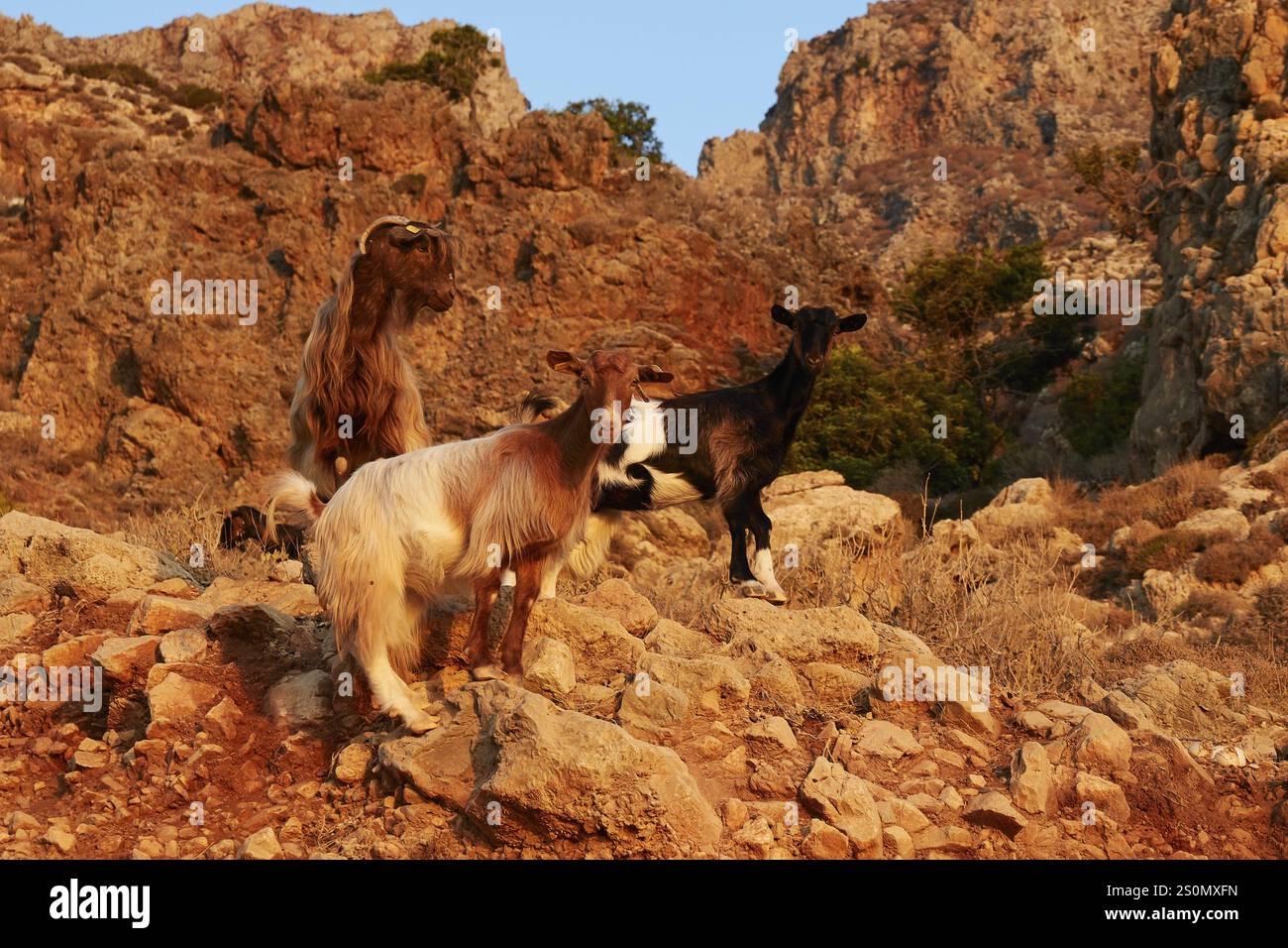 Three goats standing on rocky ground in front of an impressive mountain ...