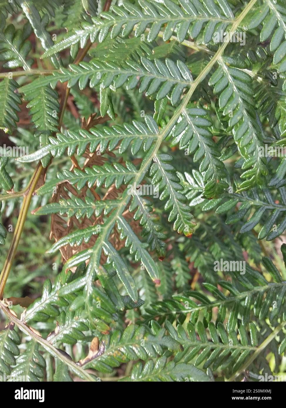 Austral Bracken (Pteridium esculentum Stock Photo - Alamy