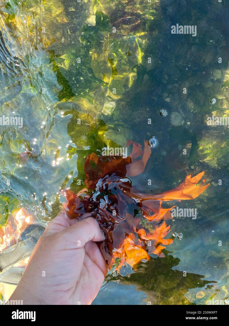 red algae (Rhodophyta Stock Photo - Alamy