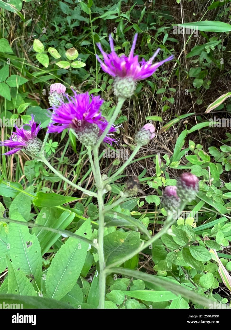 Western Ironweed (Vernonia baldwinii Stock Photo - Alamy
