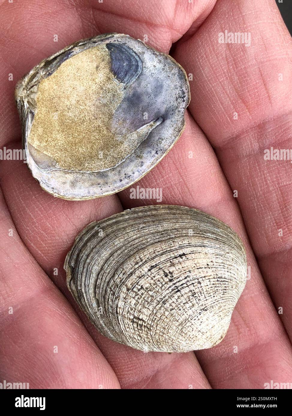 Japanese Littleneck (Ruditapes philippinarum Stock Photo - Alamy