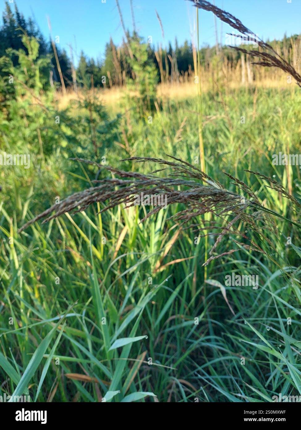 canadian bluejoint (Calamagrostis canadensis Stock Photo - Alamy