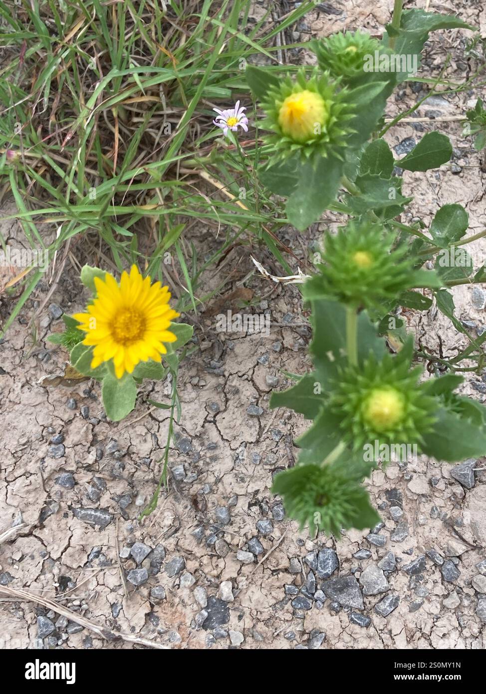 Spanish Gold (Grindelia ciliata Stock Photo - Alamy