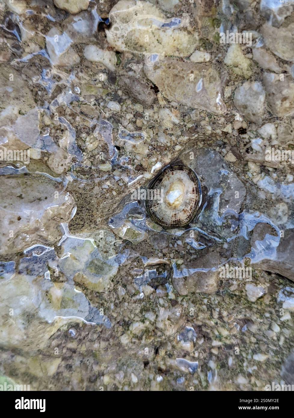 Mediterranean Limpet (Patella caerulea Stock Photo - Alamy
