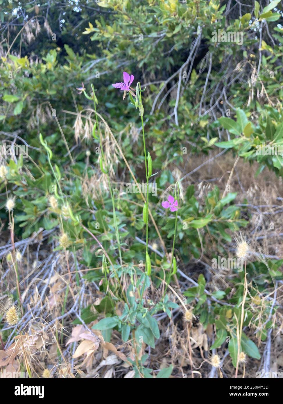 diamond clarkia (Clarkia rhomboidea Stock Photo - Alamy