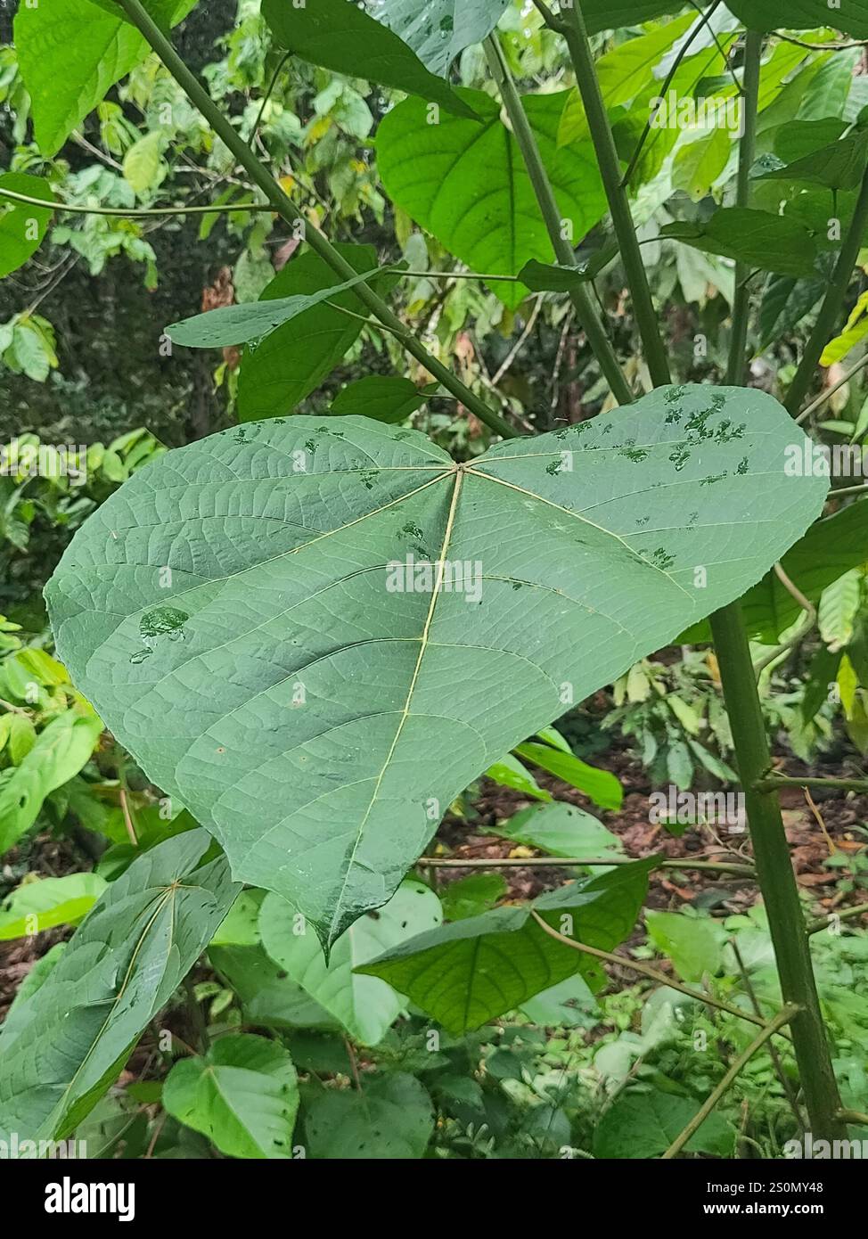 Scratchbush (Urera baccifera Stock Photo - Alamy
