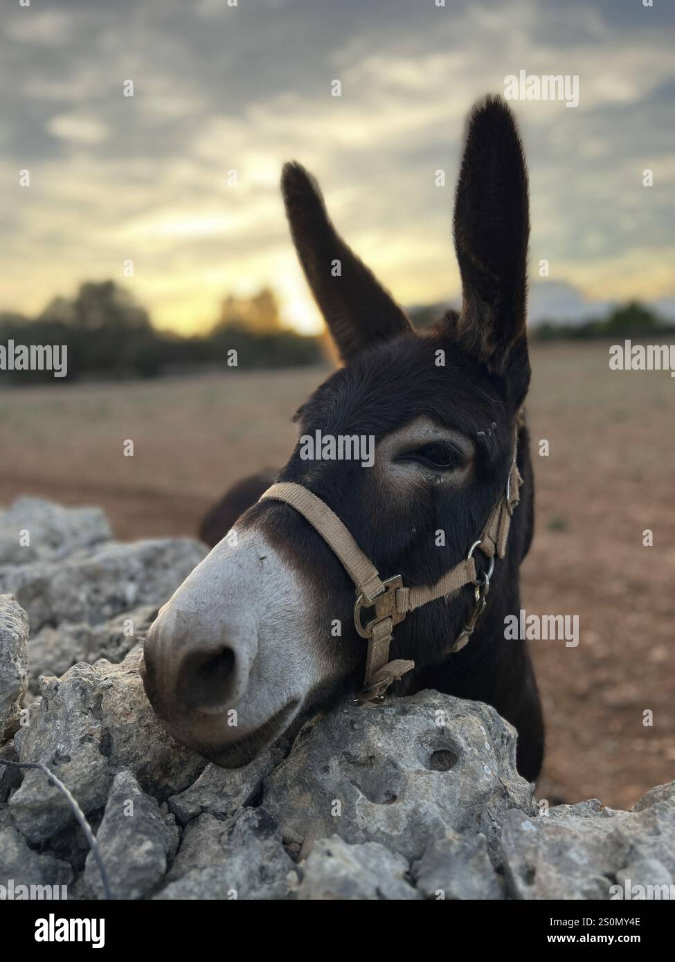 Donkey (Ase Balear) standing behind a natural stone wall, portrait ...