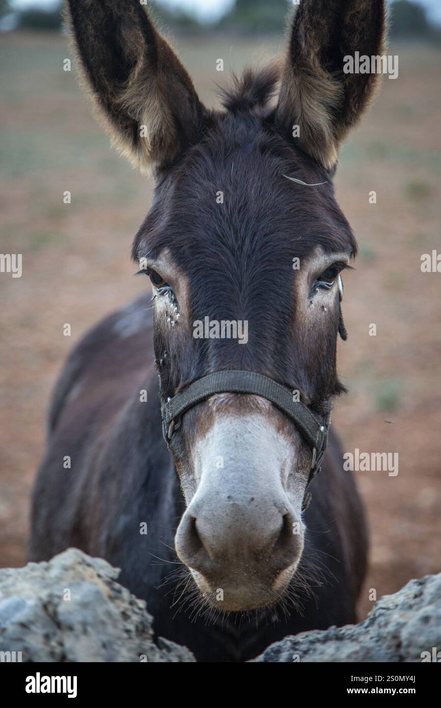 Donkey (Ase Balear) standing behind a natural stone wall, portrait ...