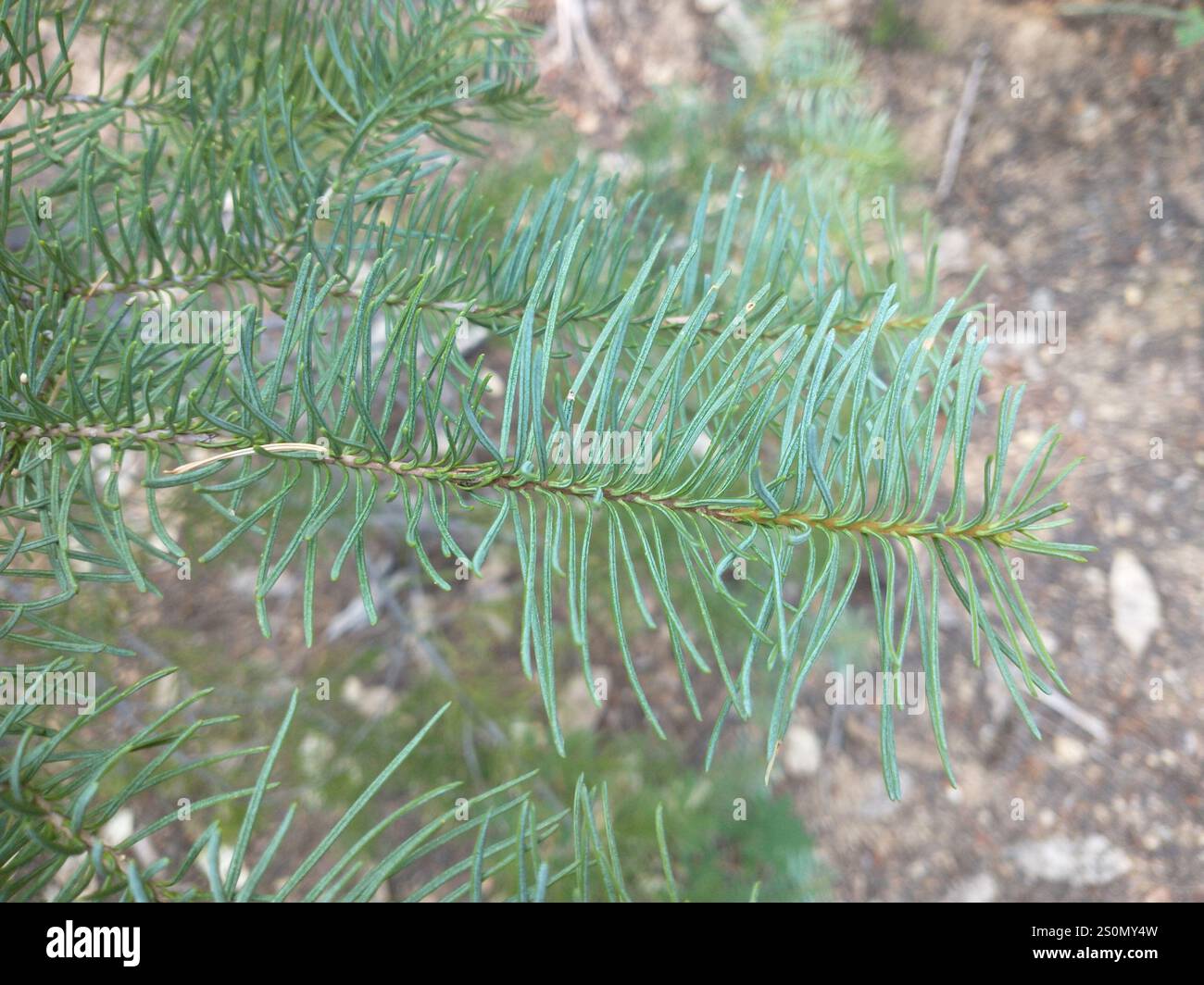 Shasta Red Fir (Abies magnifica shastensis Stock Photo - Alamy