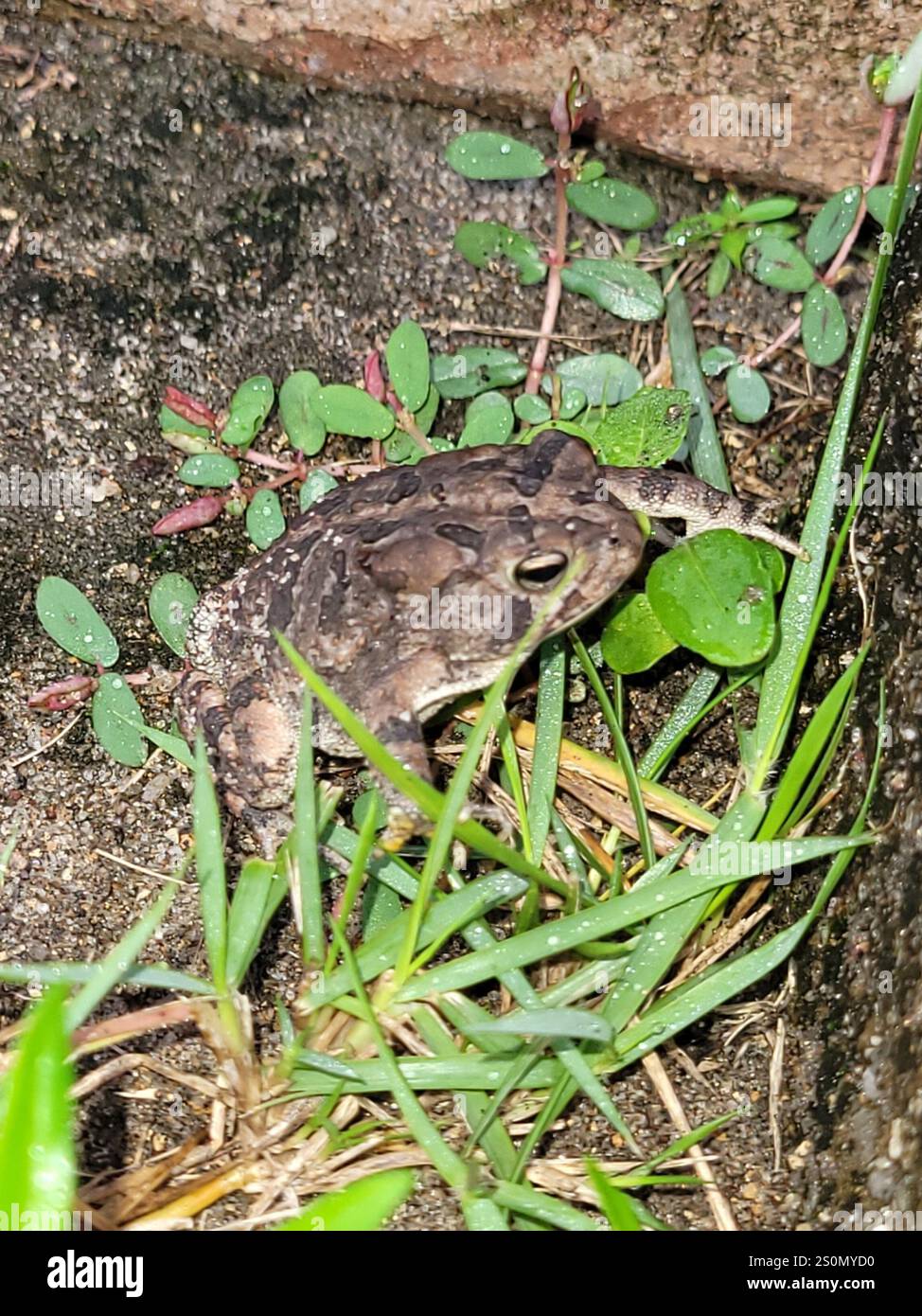 Southern Toad (Anaxyrus terrestris Stock Photo - Alamy