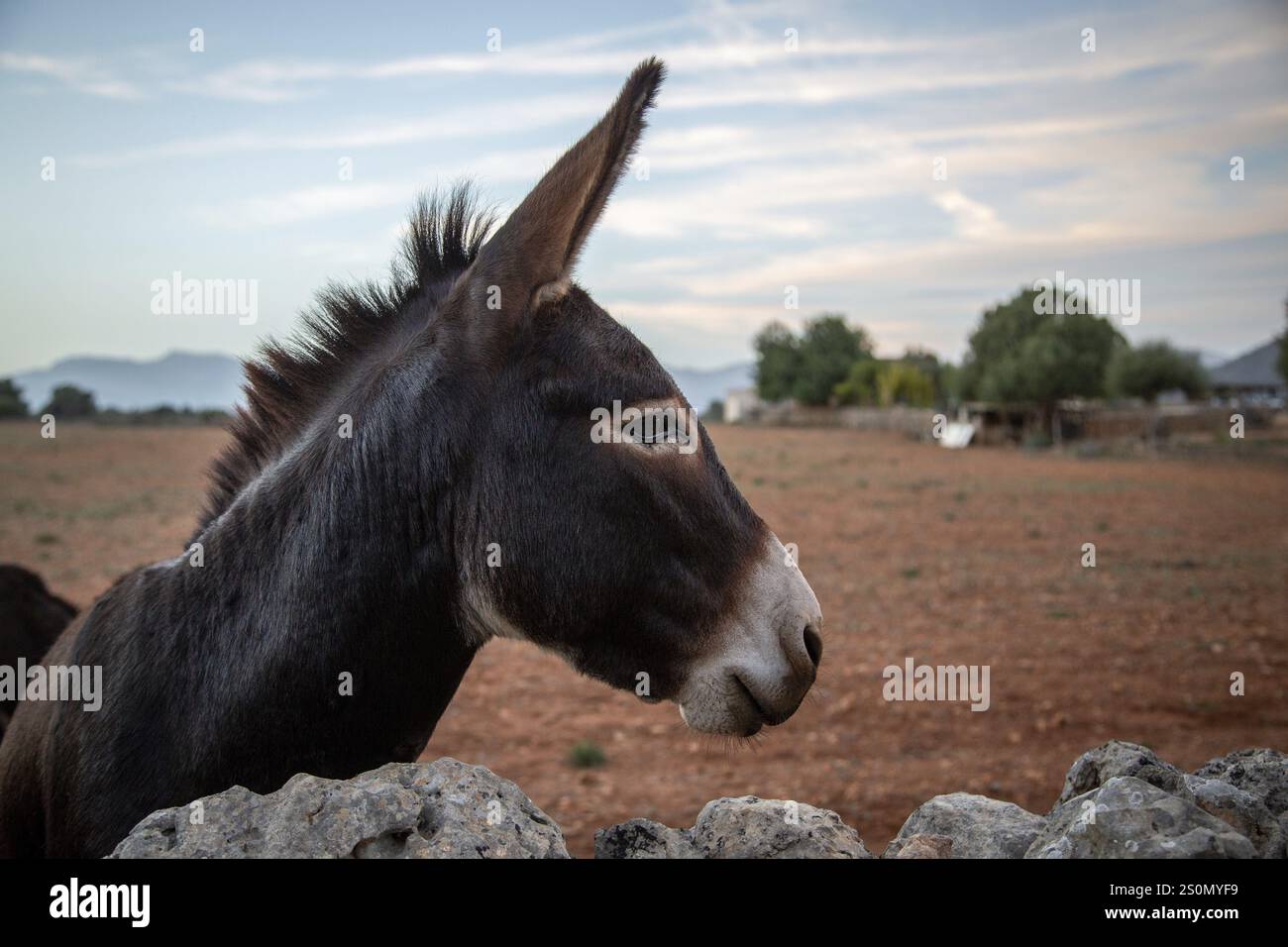 Donkey (Ase Balear) standing behind a natural stone wall, portrait ...