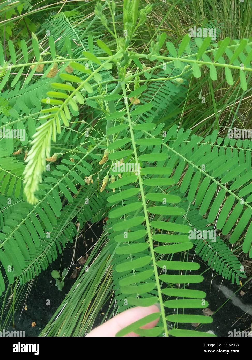 bigpod sesbania (Sesbania herbacea Stock Photo - Alamy