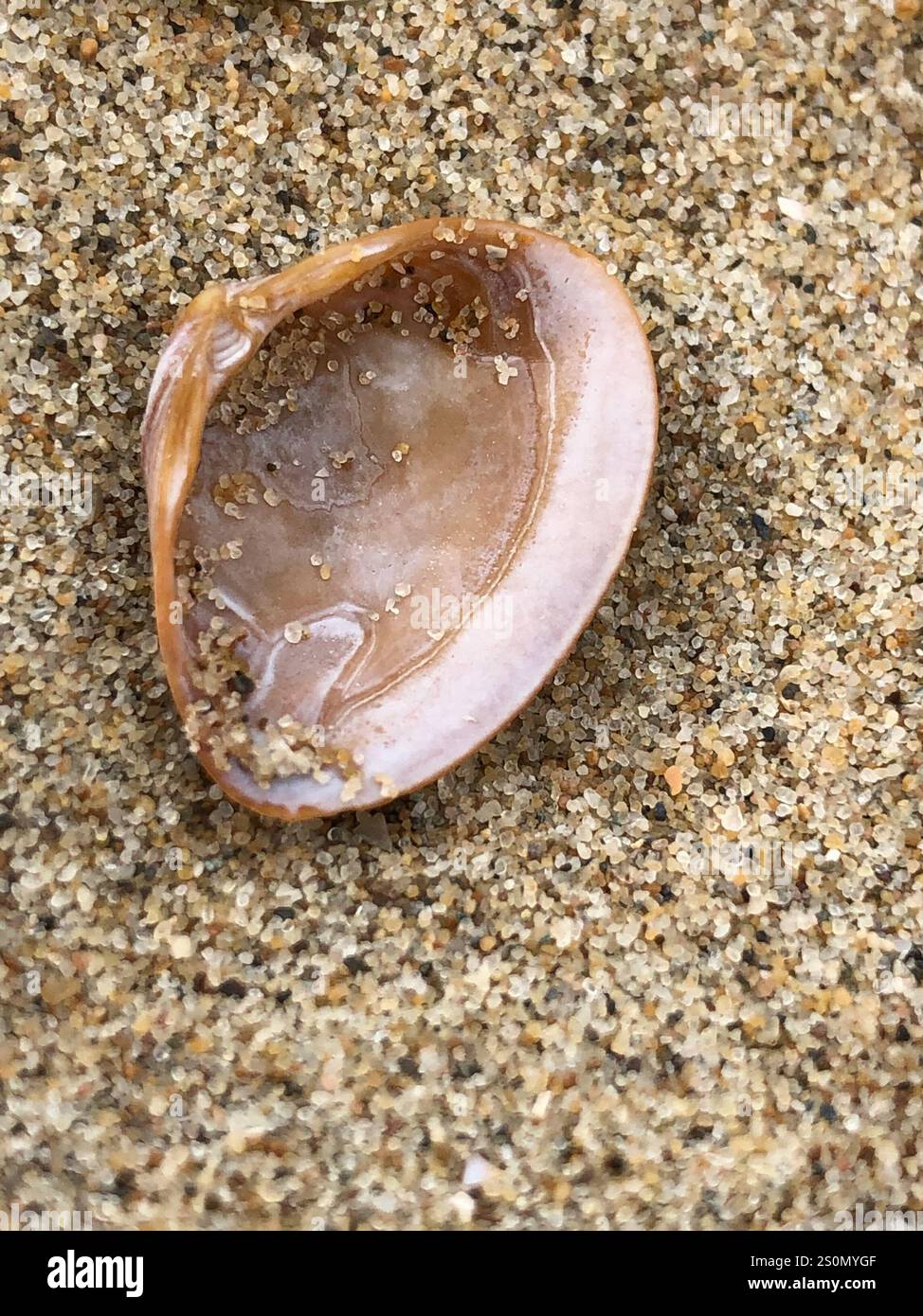 Elliptical Trough Shell (Spisula elliptica Stock Photo - Alamy