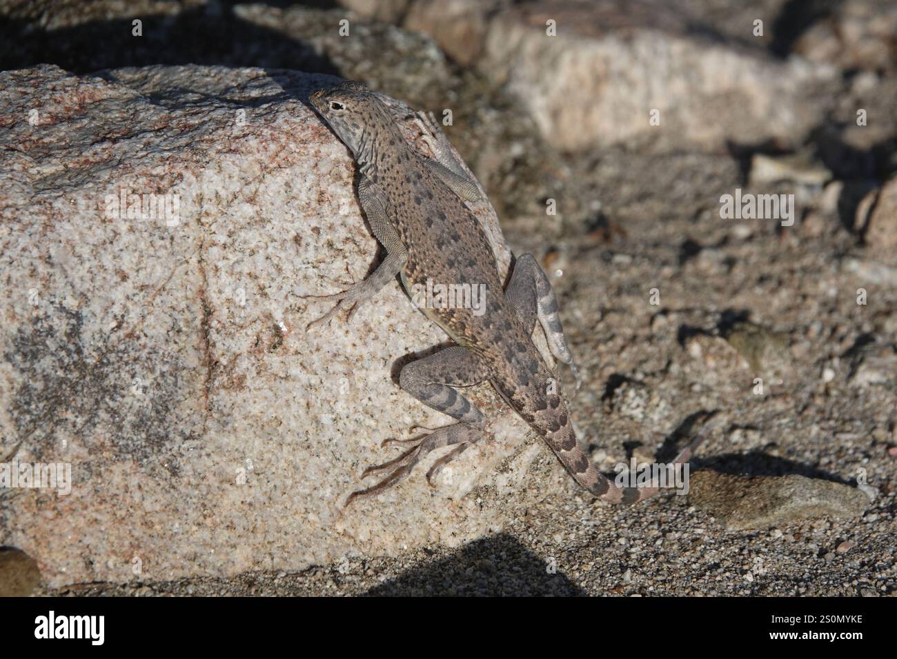 Zebra-tailed Lizard (Callisaurus draconoides Stock Photo - Alamy
