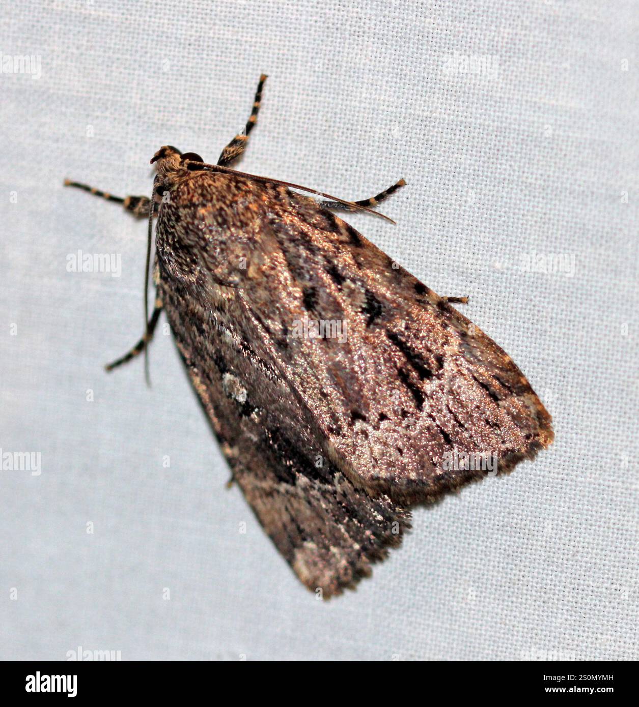 American Copper Underwing (Amphipyra pyramidoides Stock Photo - Alamy