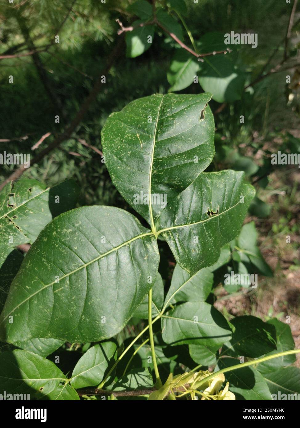 common hoptree (Ptelea trifoliata Stock Photo - Alamy