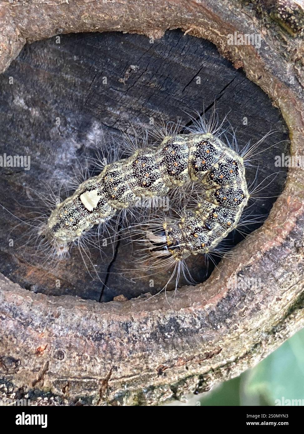 Poplar Grey (Acronicta megacephala Stock Photo - Alamy