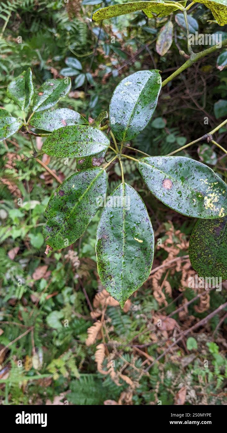 Five-Leaved Water Vine (Apocissus hypoglauca Stock Photo - Alamy