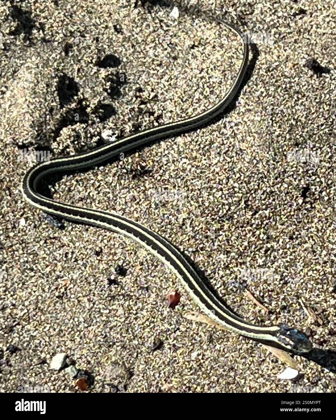 Puget Sound Garter Snake (Thamnophis sirtalis pickeringii Stock Photo ...