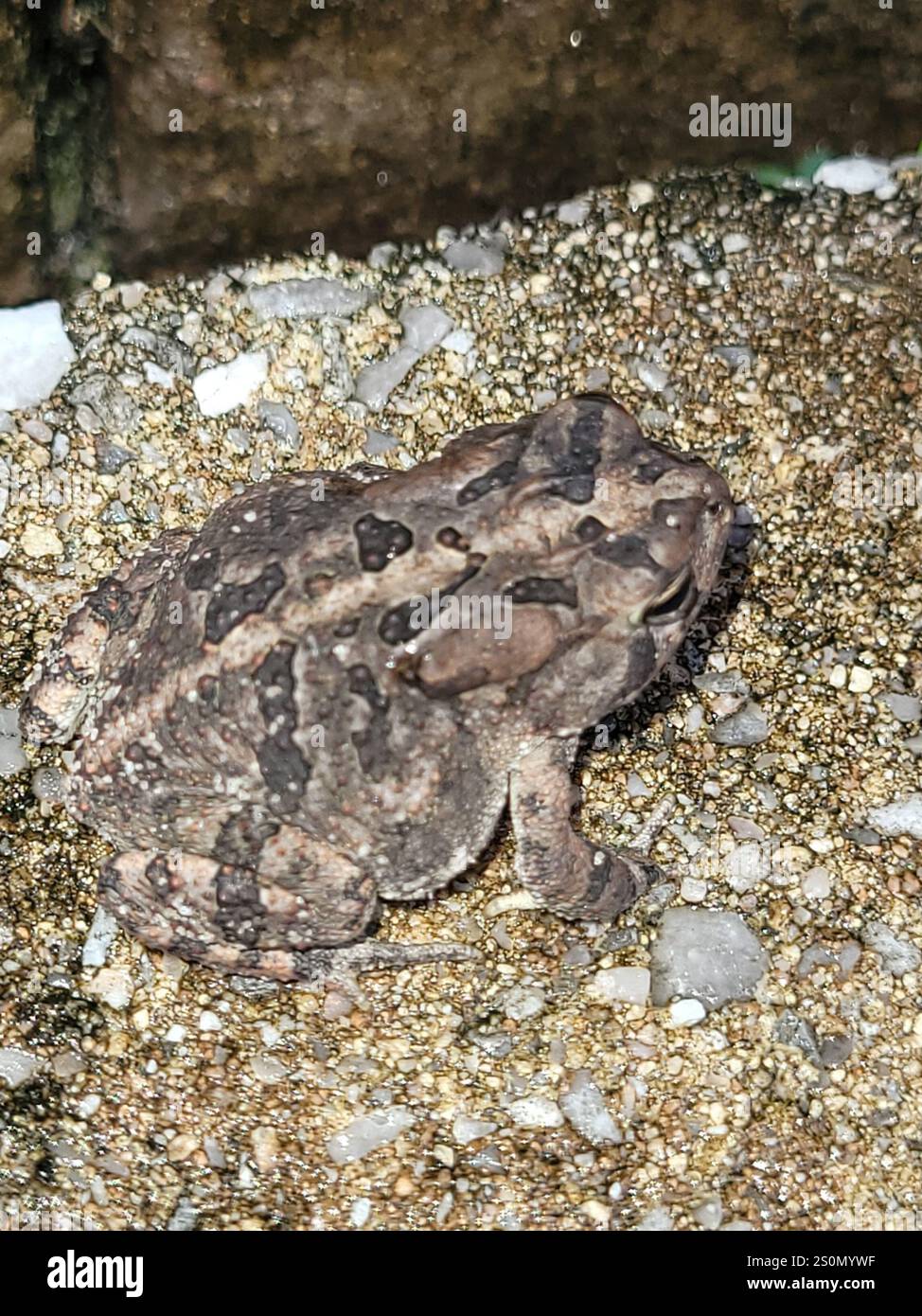Southern Toad (Anaxyrus terrestris Stock Photo - Alamy