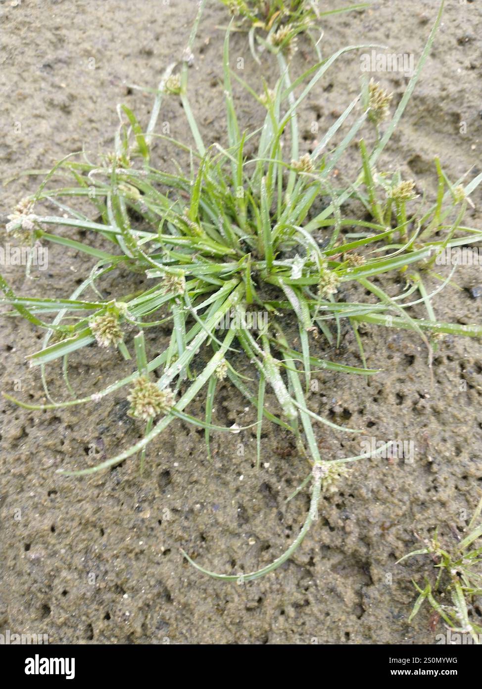 Brown Flatsedge (Cyperus fuscus Stock Photo - Alamy