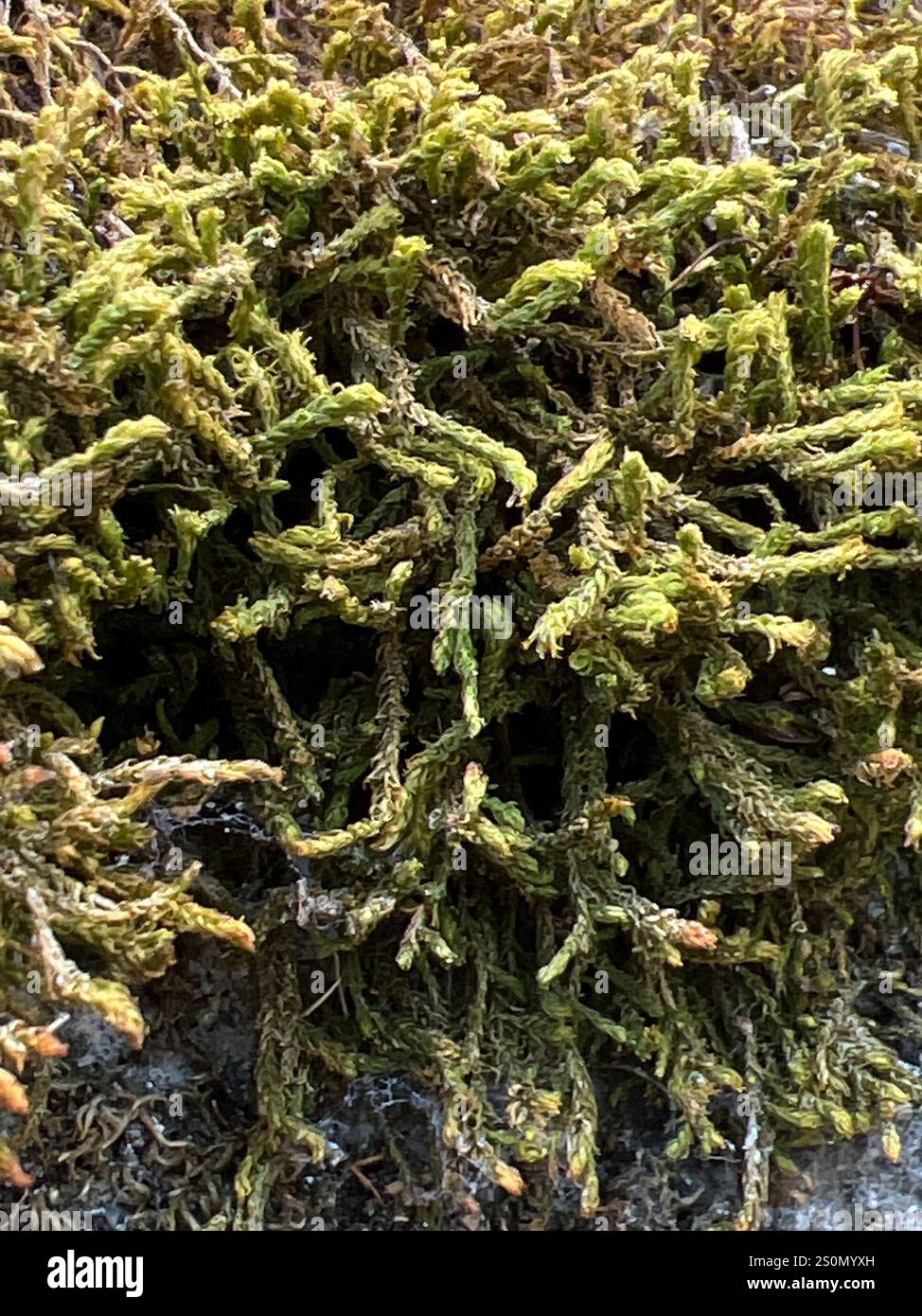 Rambling Tail-moss (Anomodon viticulosus Stock Photo - Alamy