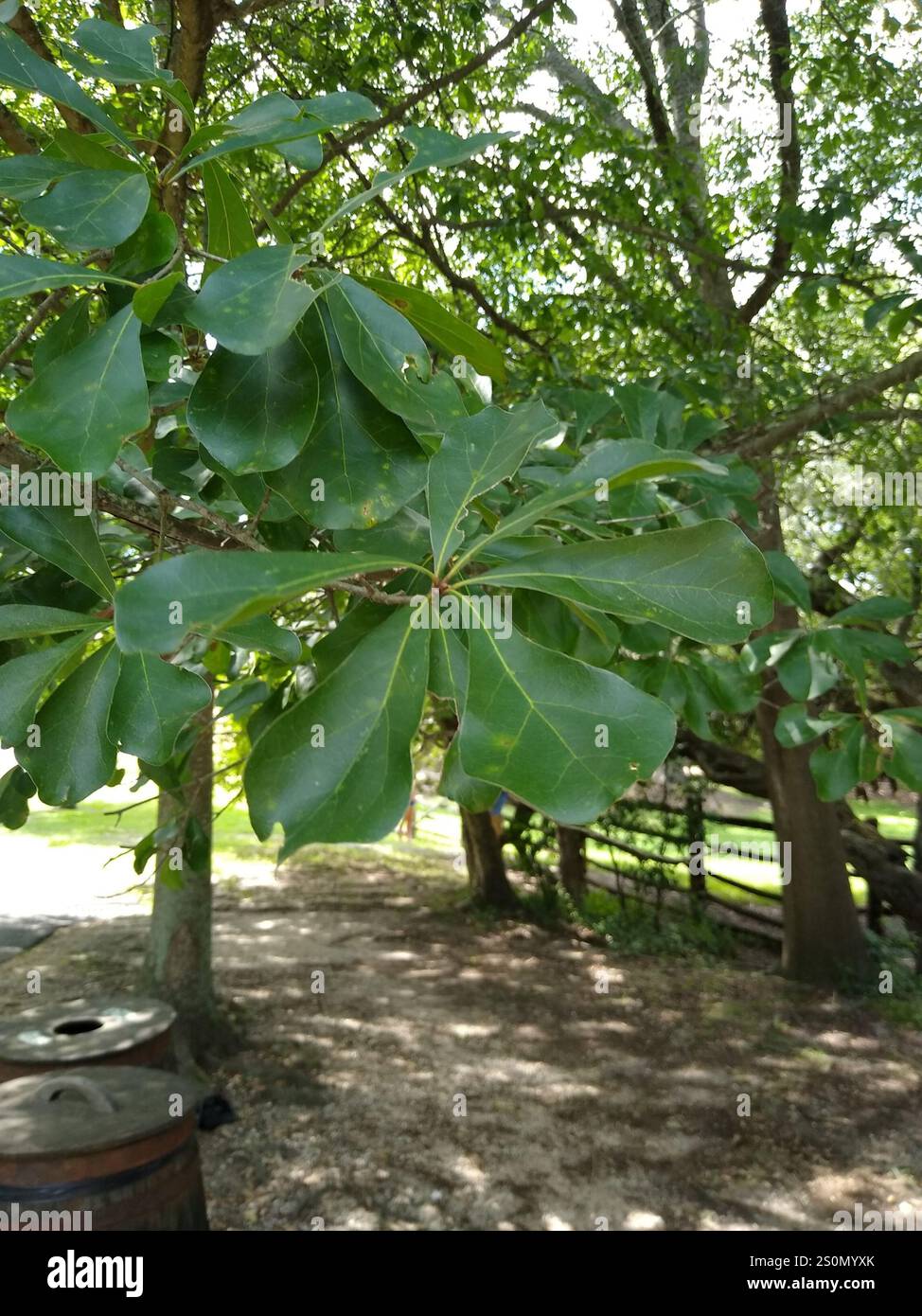water oak (Quercus nigra Stock Photo - Alamy