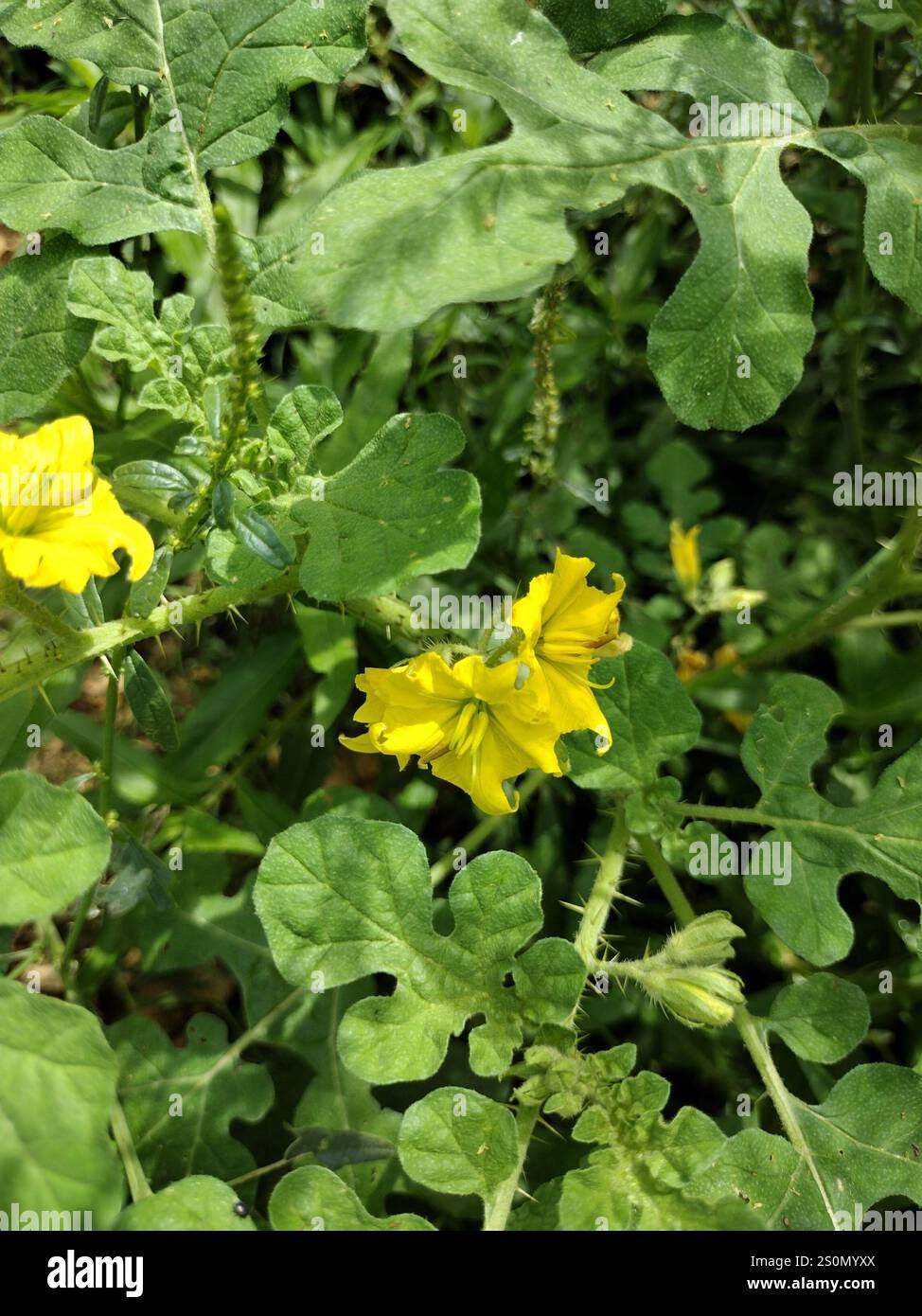 buffalo-bur (Solanum rostratum Stock Photo - Alamy