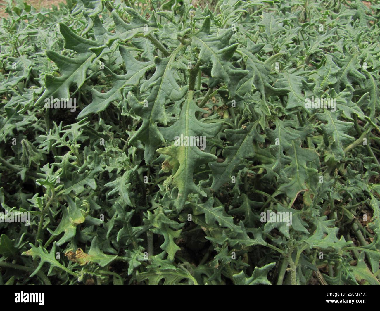 Cutleaf Nightshade (Solanum triflorum Stock Photo - Alamy