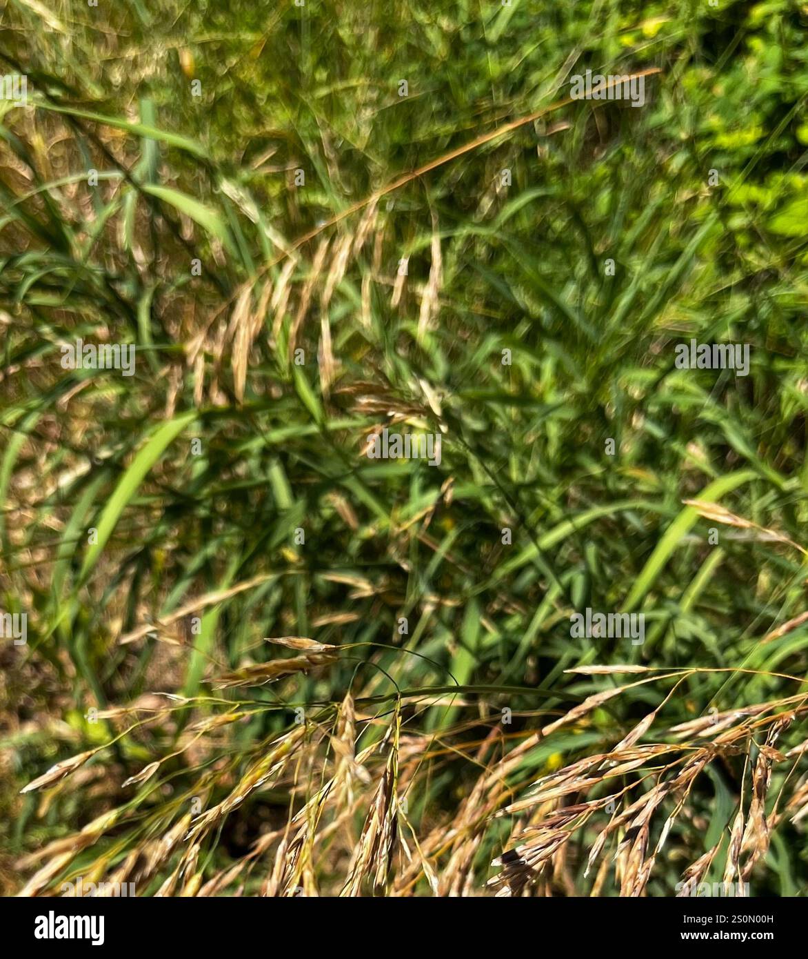 canadian bluejoint (Calamagrostis canadensis Stock Photo - Alamy