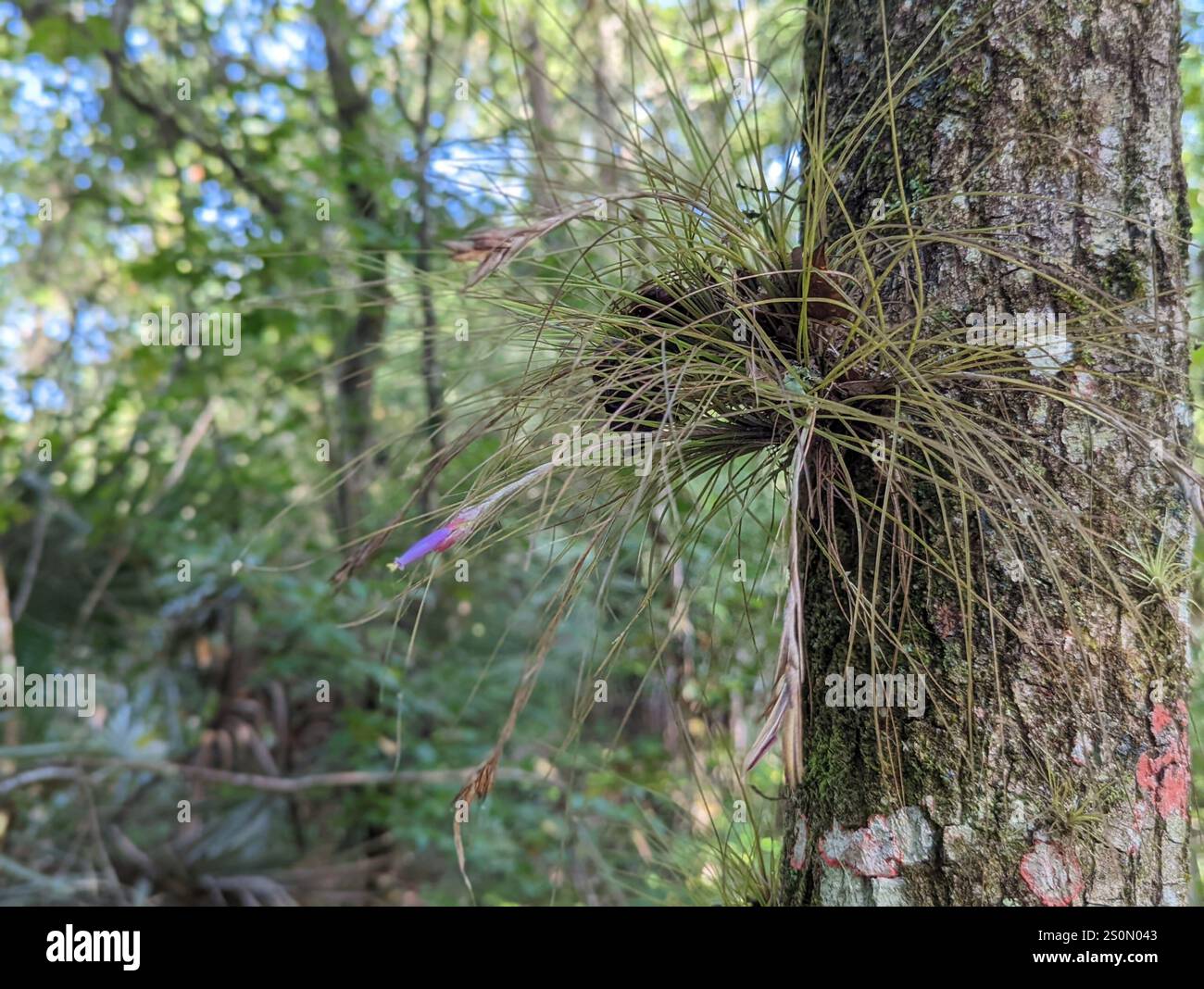 southern needleleaf airplant (Tillandsia setacea Stock Photo - Alamy