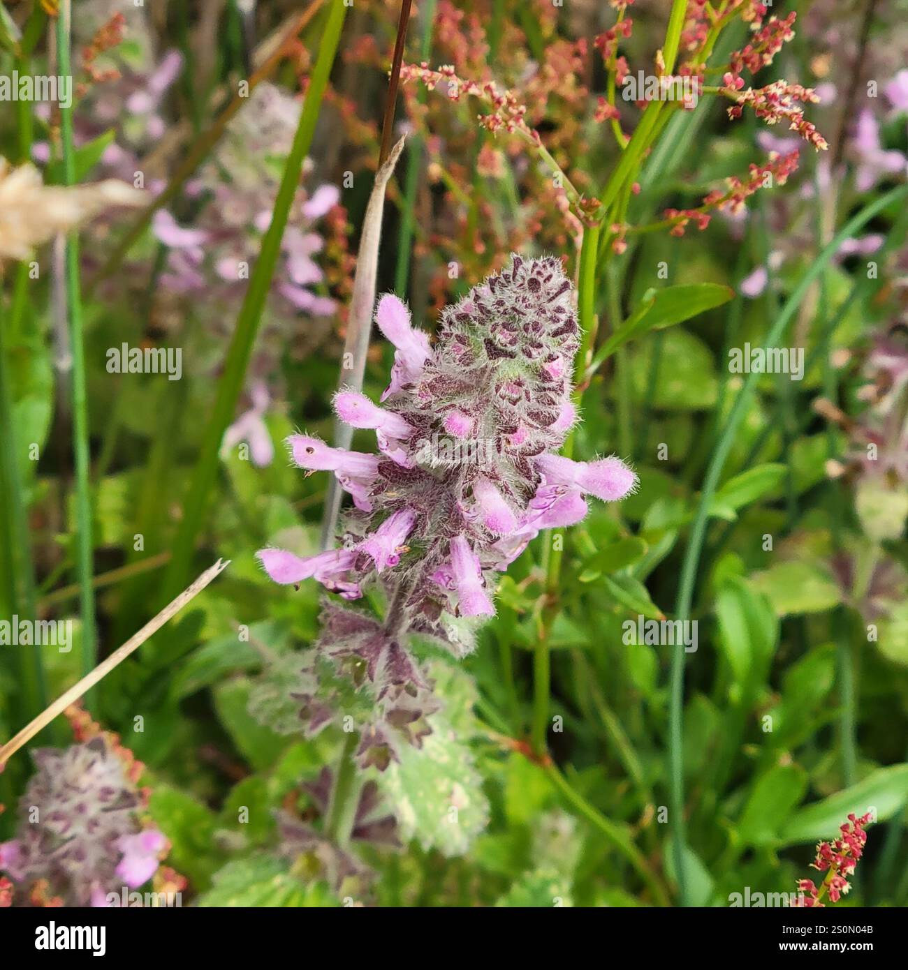 Bugle Hedgenettle (Stachys ajugoides Stock Photo - Alamy