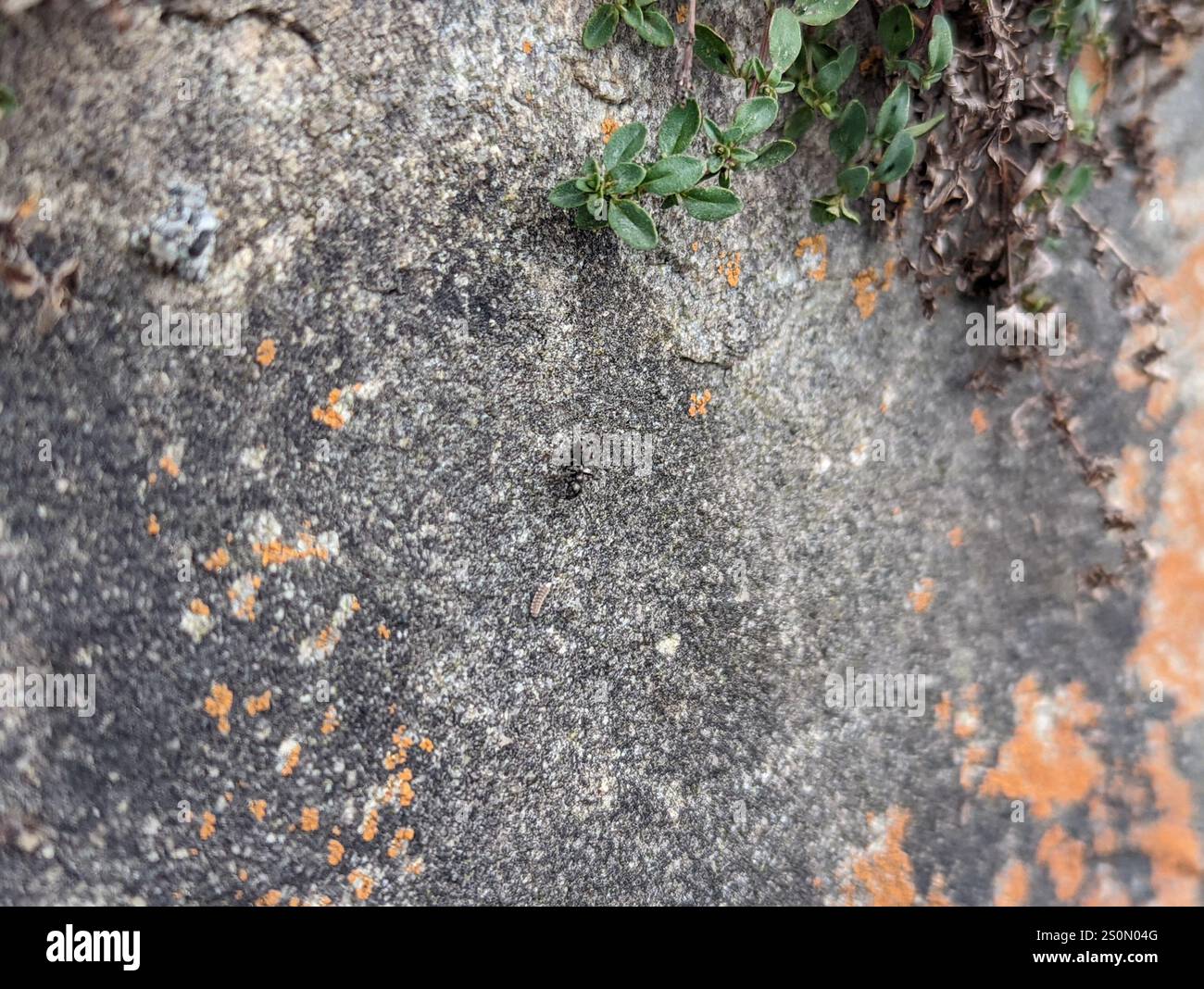 fusca-group Field Ants and Allies (Formica fusca Stock Photo - Alamy