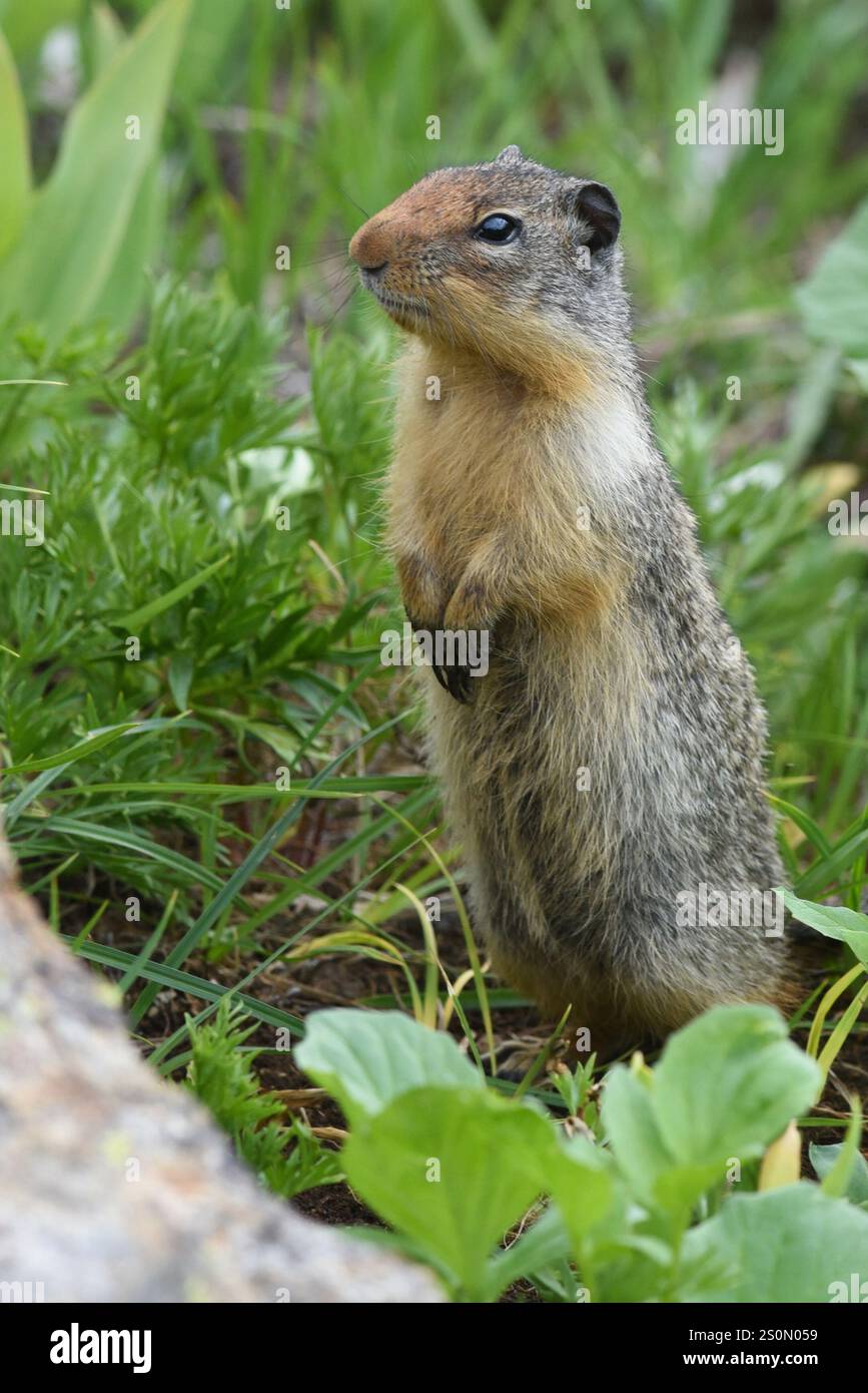 Columbian Ground Squirrel (Urocitellus columbianus Stock Photo - Alamy