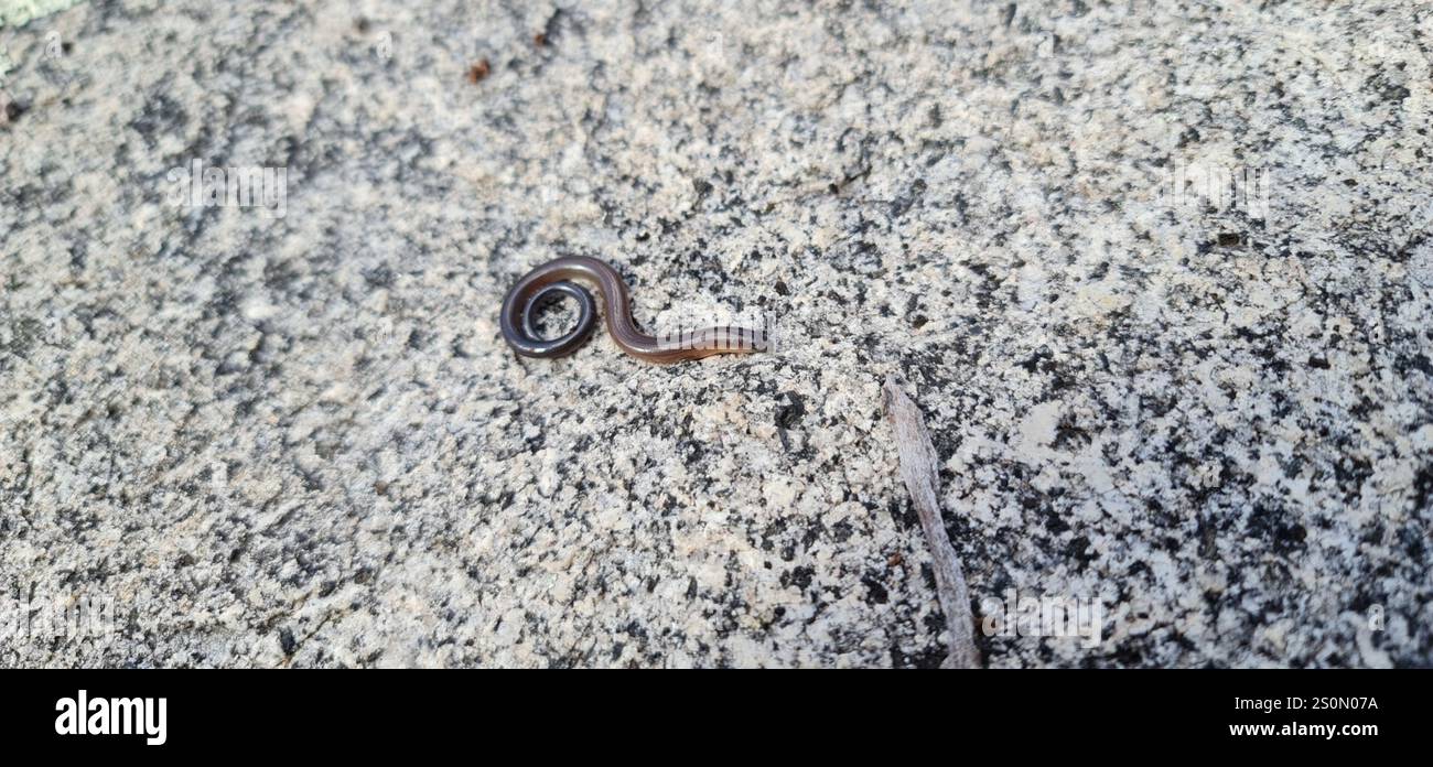 Two-clawed Worm-skink (Anomalopus leuckartii Stock Photo - Alamy Two-clawed Worm-skink (Anomalopus leuckartii Stock Photo - Alamy