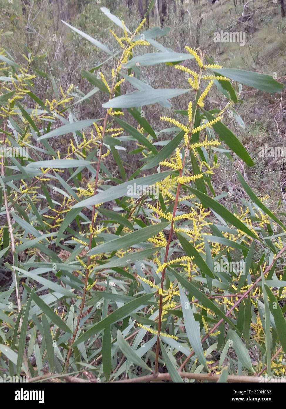 Golden Rods (Acacia longifolia longifolia Stock Photo - Alamy