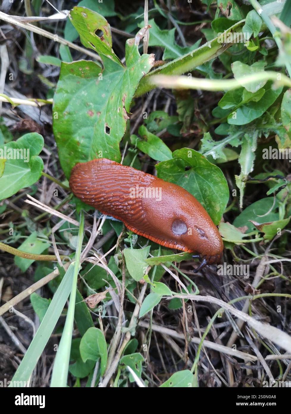 Spanish Slug (Arion vulgaris Stock Photo - Alamy